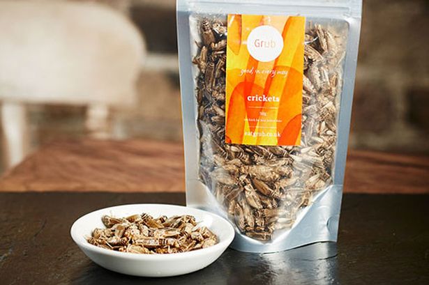 Roasted-crickets | MagicKitchen.com Blog